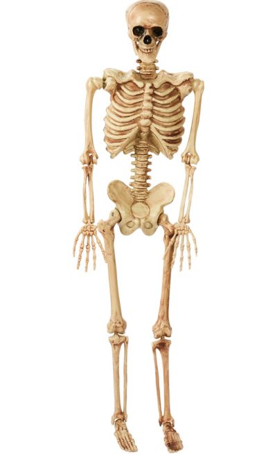 Skeleton